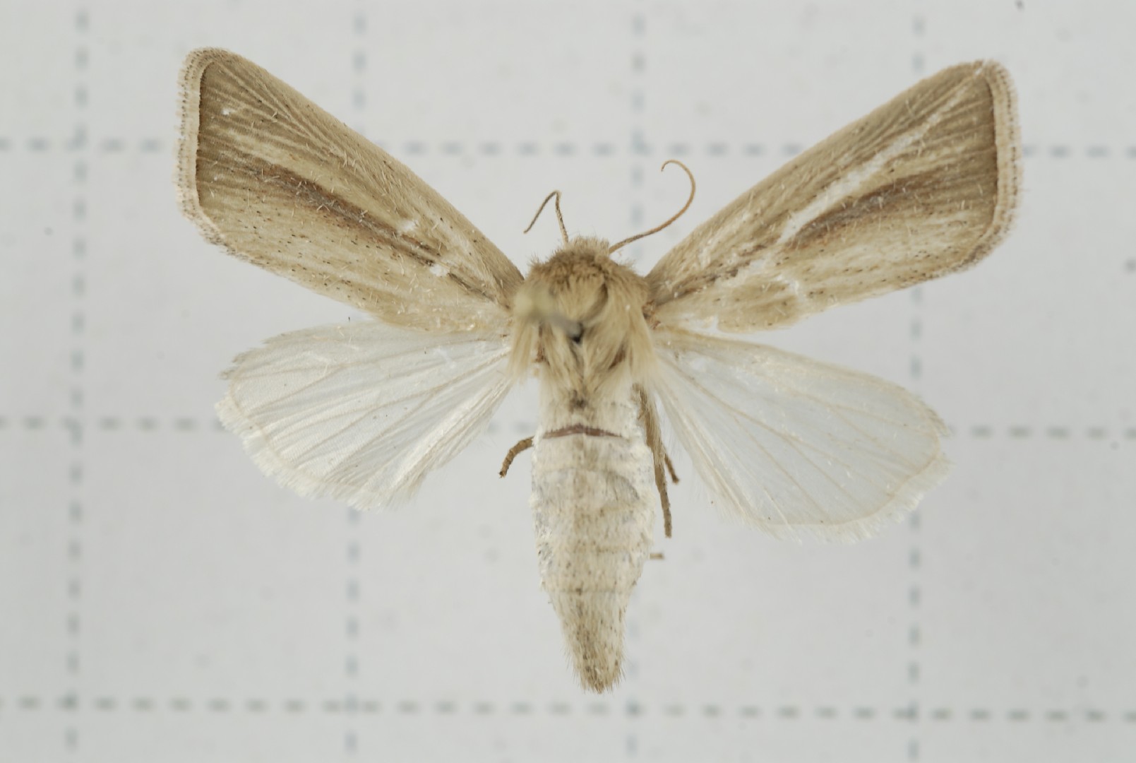 Sesamia (Sesamia) - Picture Insect