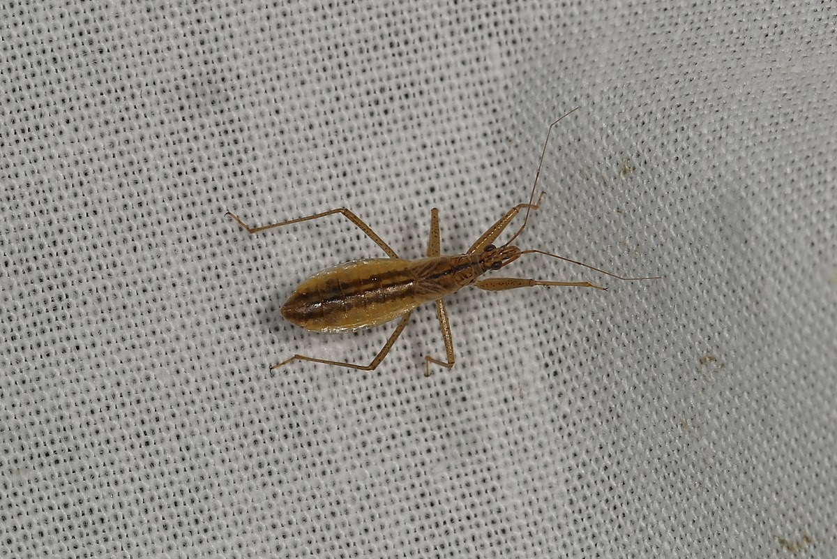 Nabis limbatus (Nabis limbatus) - Picture Insect