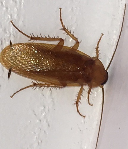 Cucaracha de Turquestán (Shelfordella lateralis) - Picture Insect