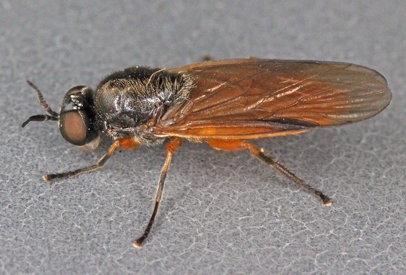 Beris vallata (Beris vallata) - Picture Insect