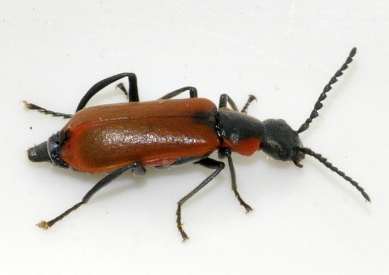 Roter Zipfelkäfer (Anthocomus rufus) - Picture Insect