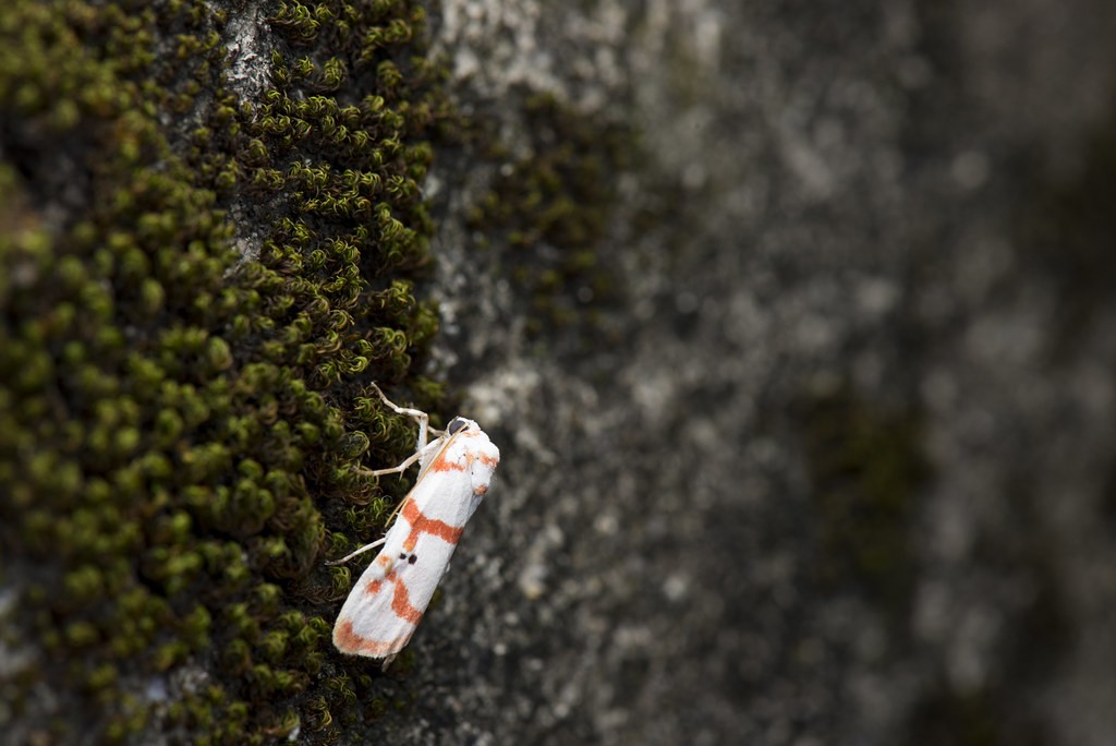 Cyana (Cyana) - Picture Insect