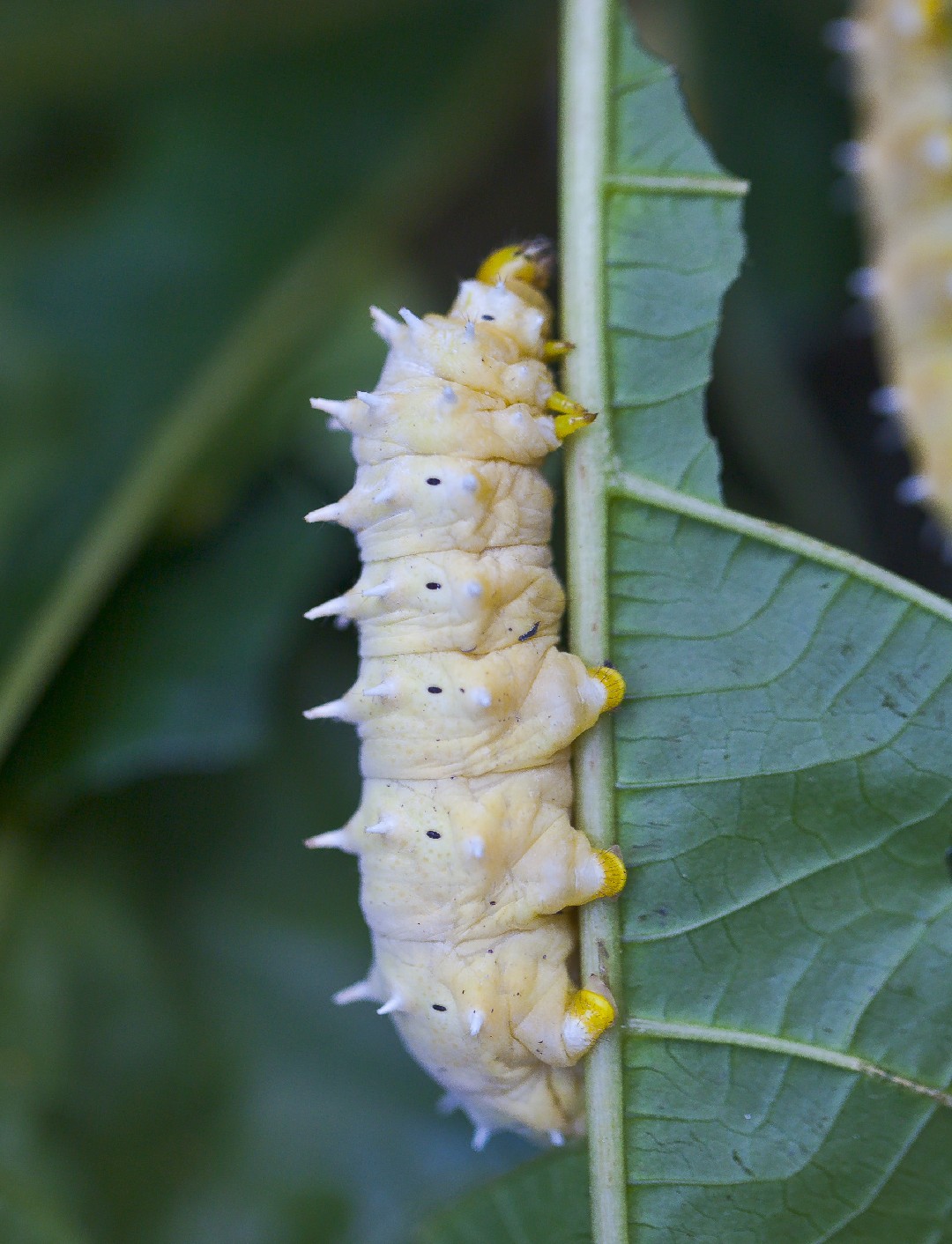 Samia cynthia (Samia cynthia) - Picture Insect
