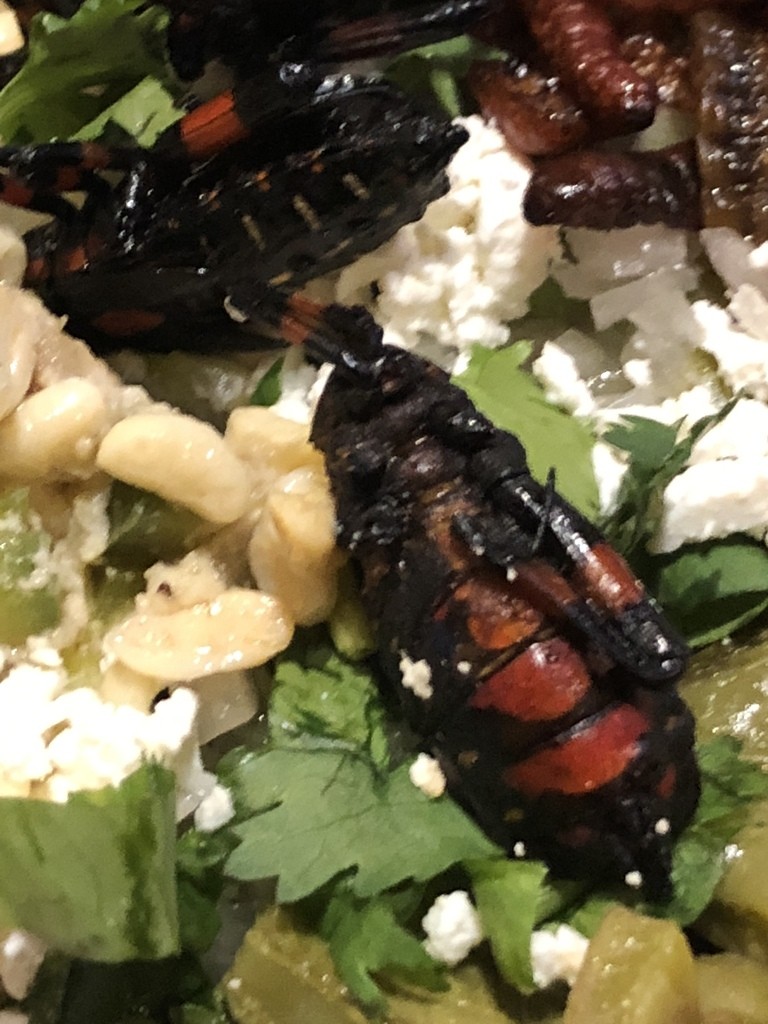 Chinche gigante xamuis (Thasus gigas) - Picture Insect