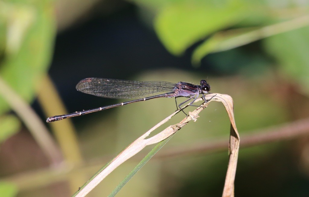 Argia tezpi (Argia tezpi) - Picture Insect
