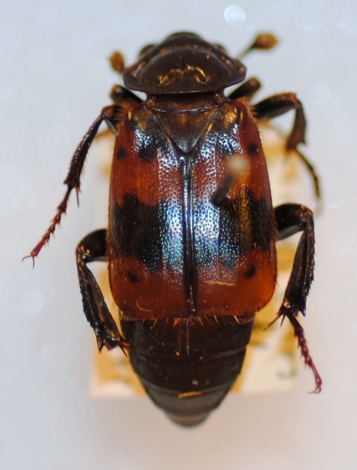 Nicrophorus quadripunctatus (Nicrophorus quadripunctatus) - Picture Insect