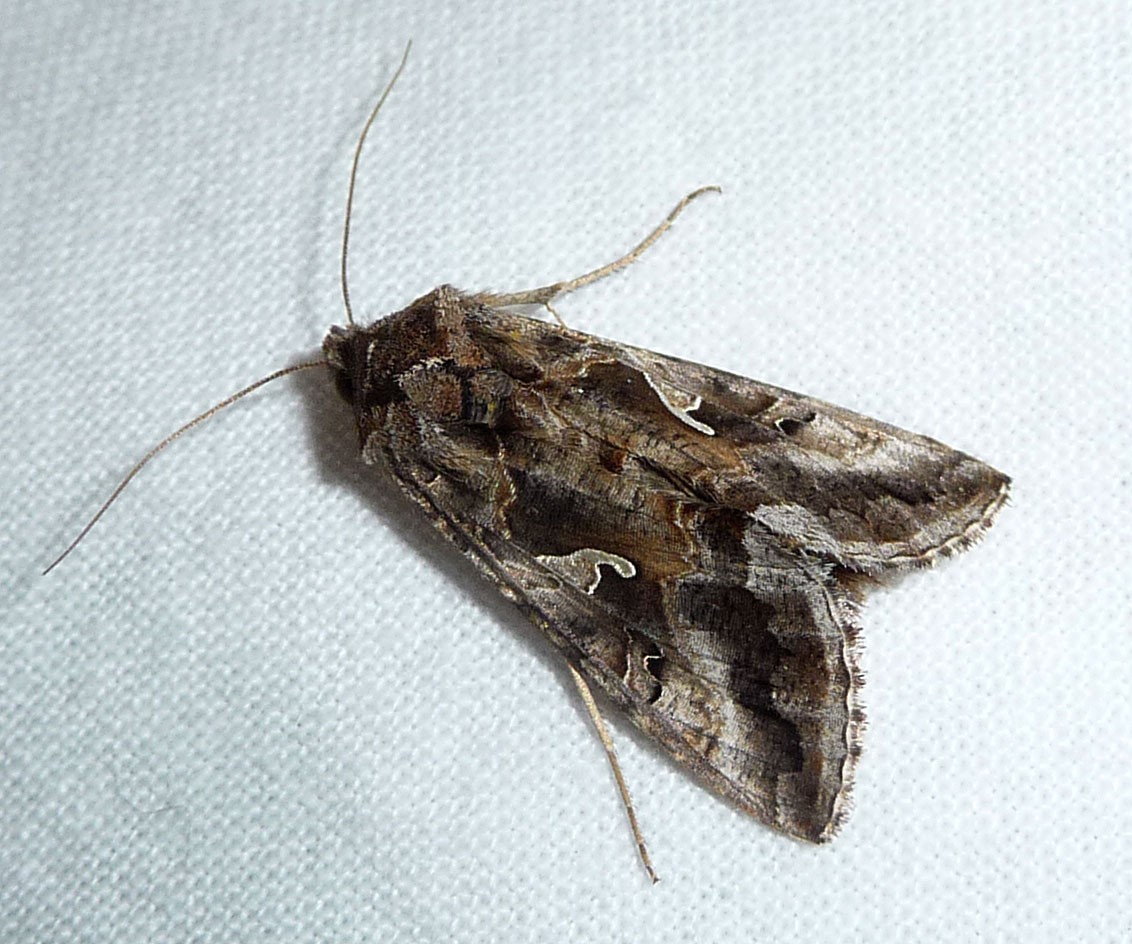 Autographa gamma (Autographa gamma) - Picture Insect