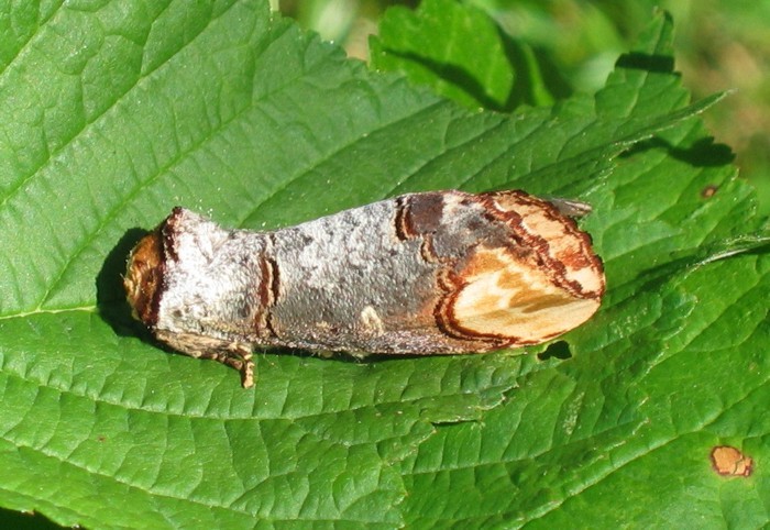 Лунка серебристая (Phalera bucephala) - Picture Insect