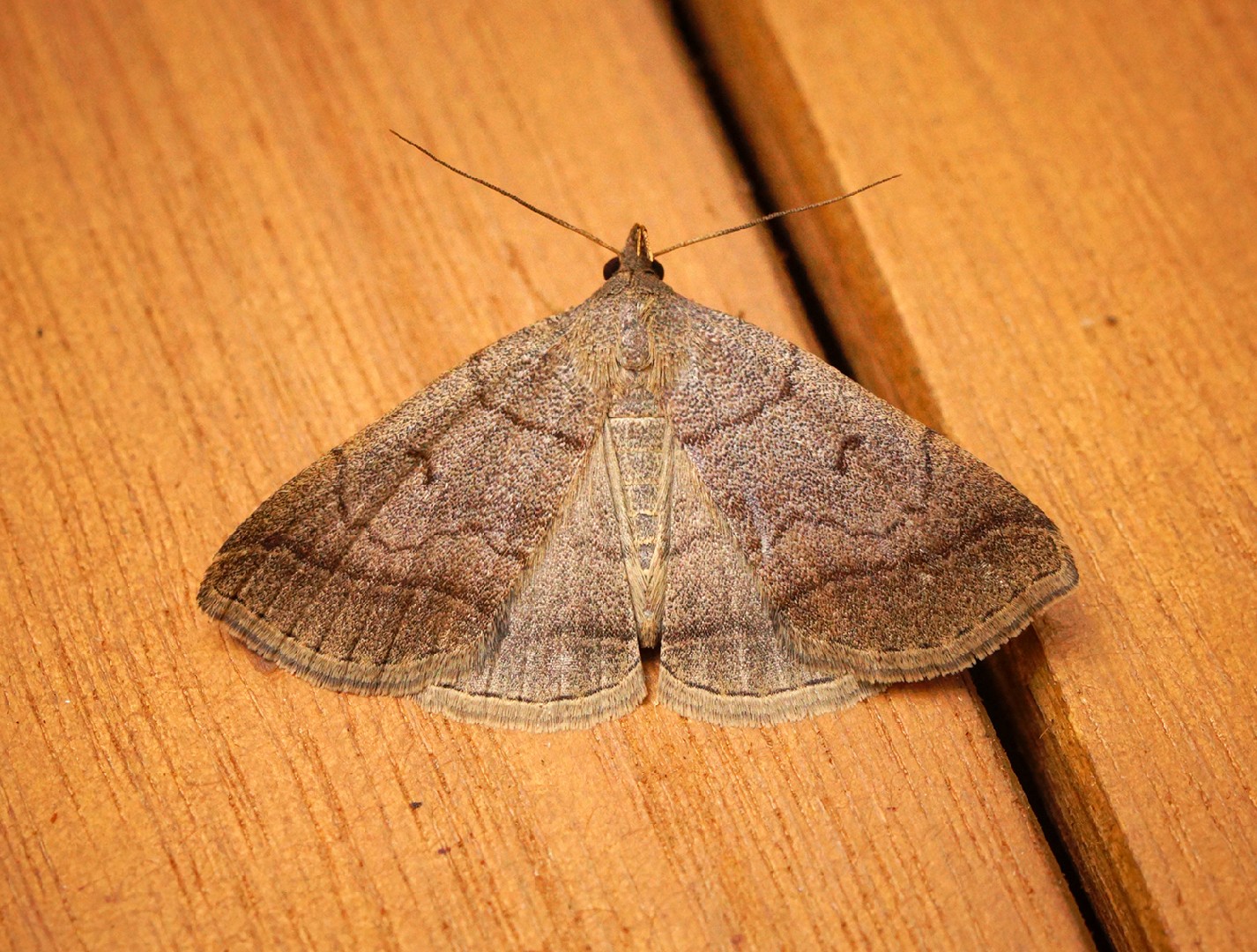 Zanclognatha lunalis (Zanclognatha lunalis) - Picture Insect