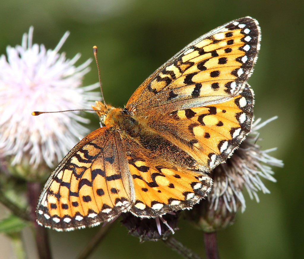 Speyeria (Speyeria) - Picture Insect