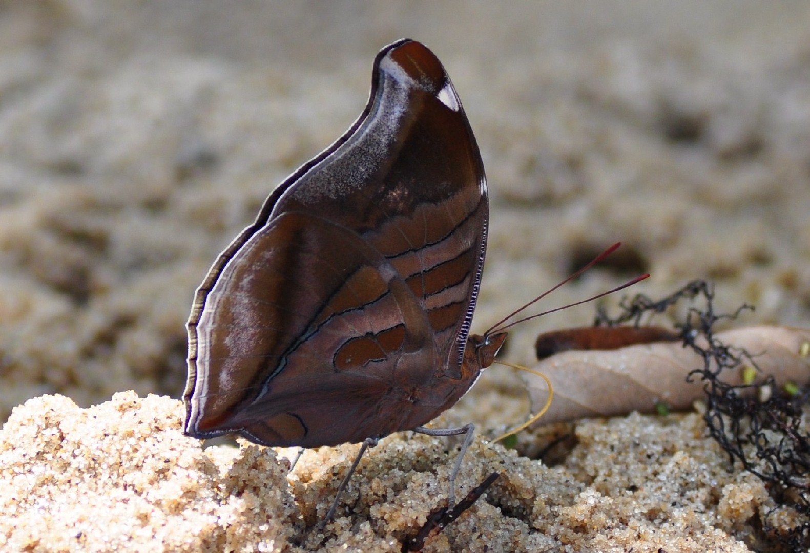 Historis (Historis) - Picture Insect