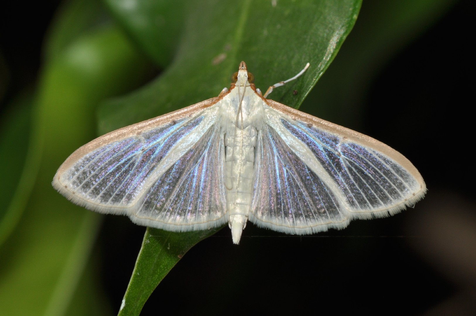 Palpita quadristigmalis (Palpita quadristigmalis) - Picture Insect
