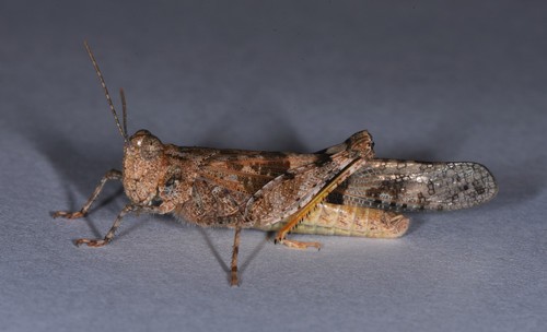 Chapulín de alas pálidas (Trimerotropis pallidipennis) - Picture Insect