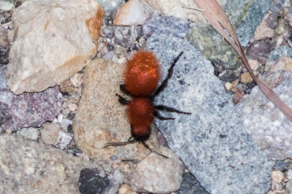 Dasymutilla (Dasymutilla) - Picture Insect