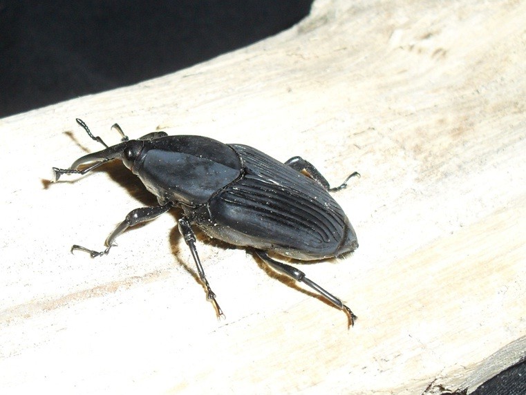 Picudo negro de la palma (Rhynchophorus palmarum) - Picture Insect