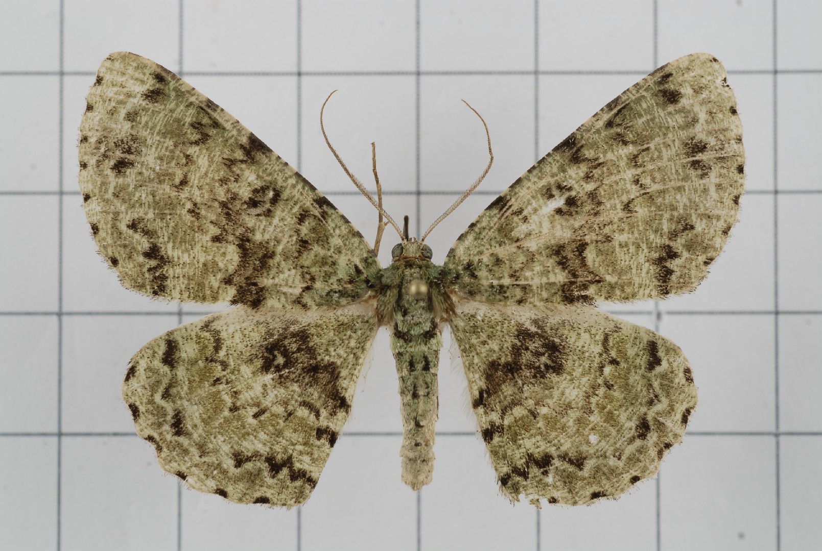 Ophthalmitis herbidaria (Ophthalmitis herbidaria) - Picture Insect