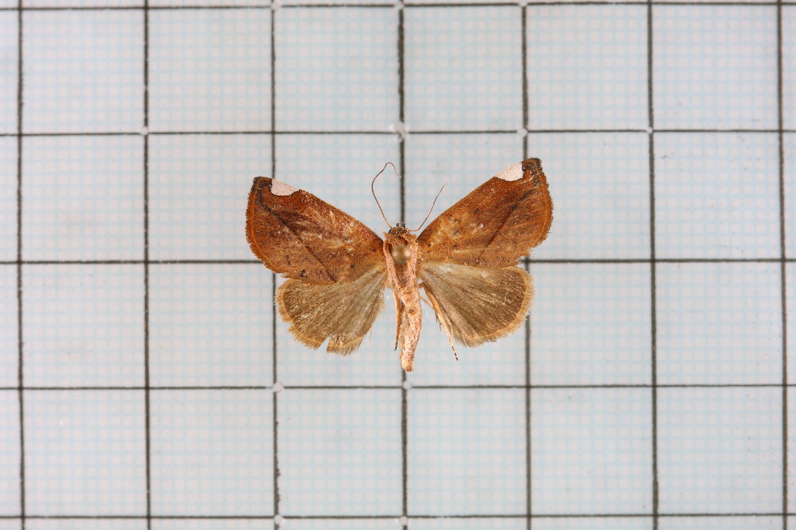 Negeta (Negeta) - Picture Insect