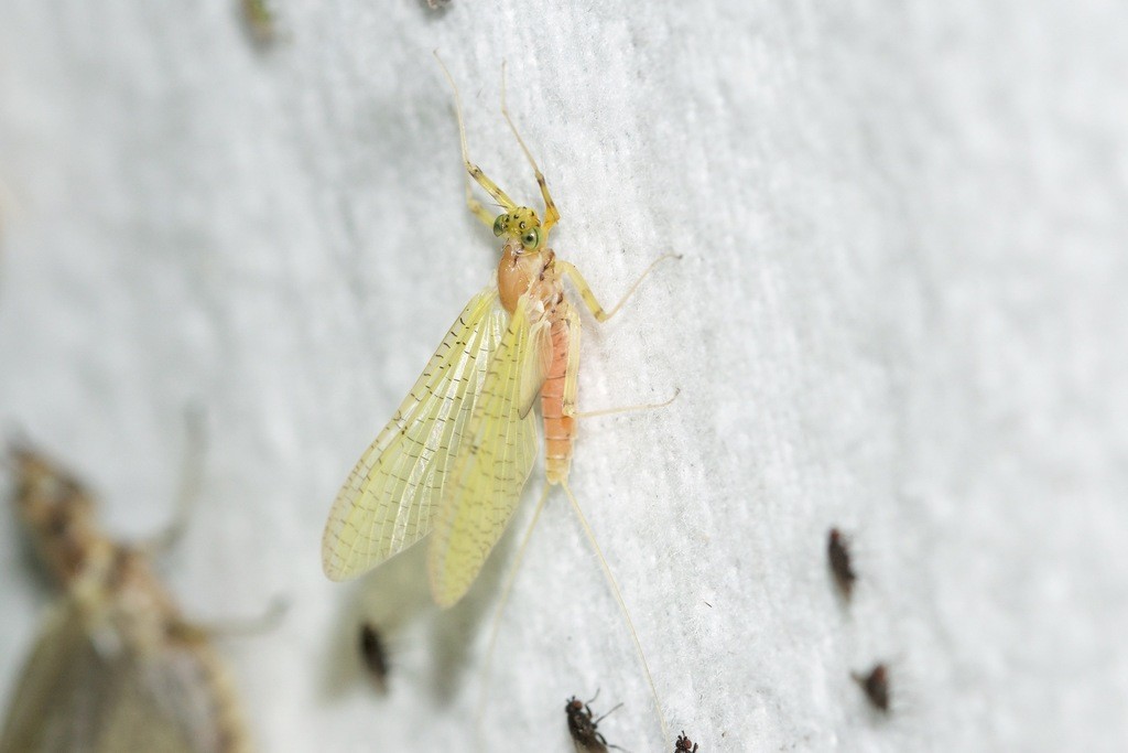 Stenacron interpunctatum (Stenacron interpunctatum) - Picture Insect