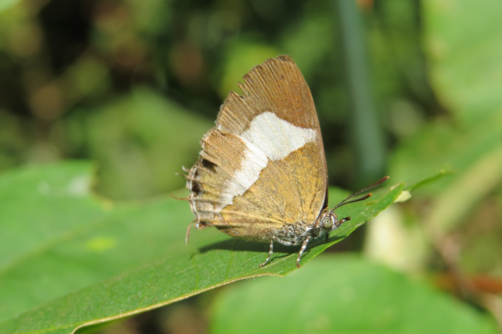 Horaga (Horaga) - Picture Insect