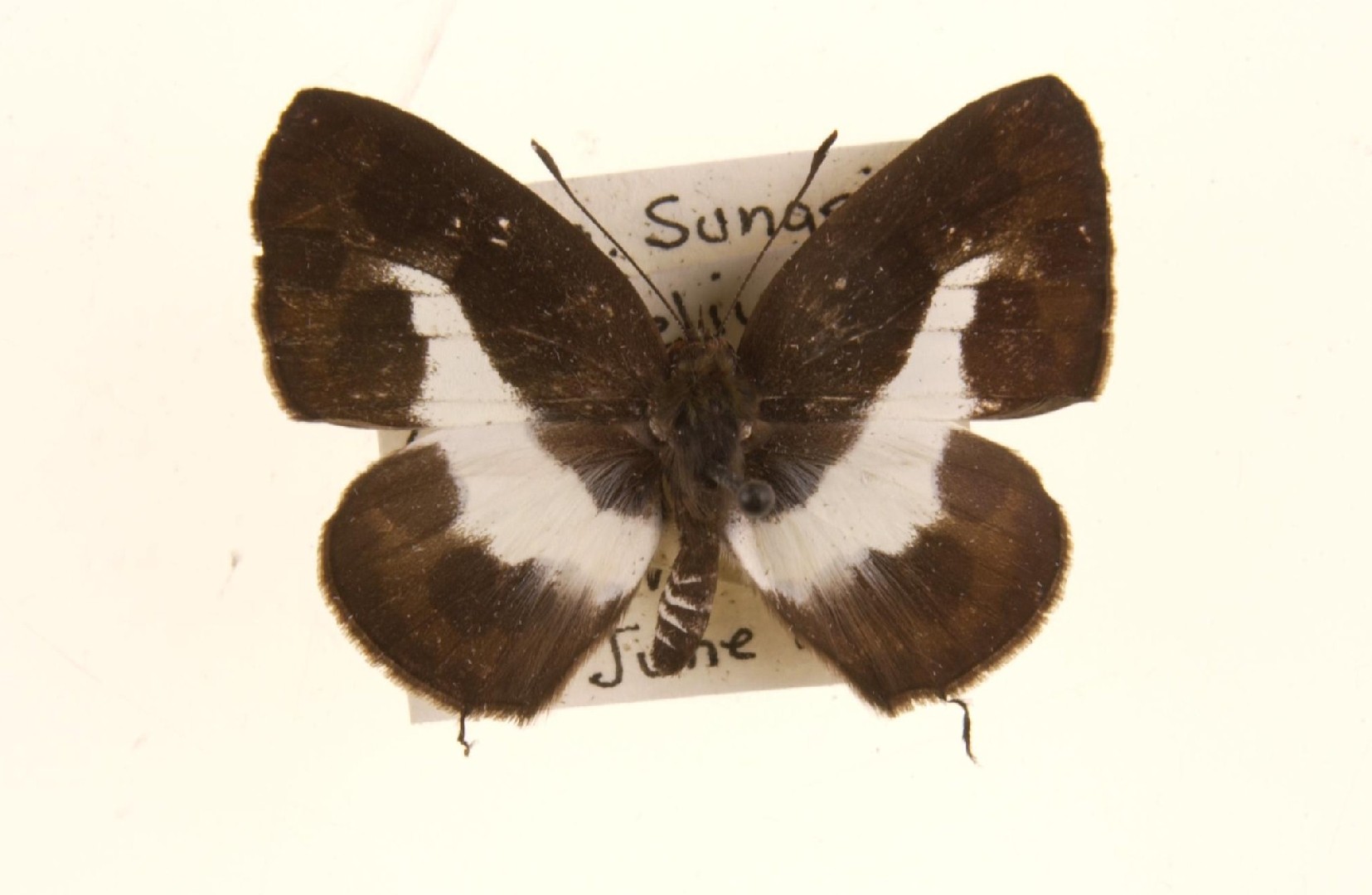 Caleta elna (Caleta elna) - Picture Insect