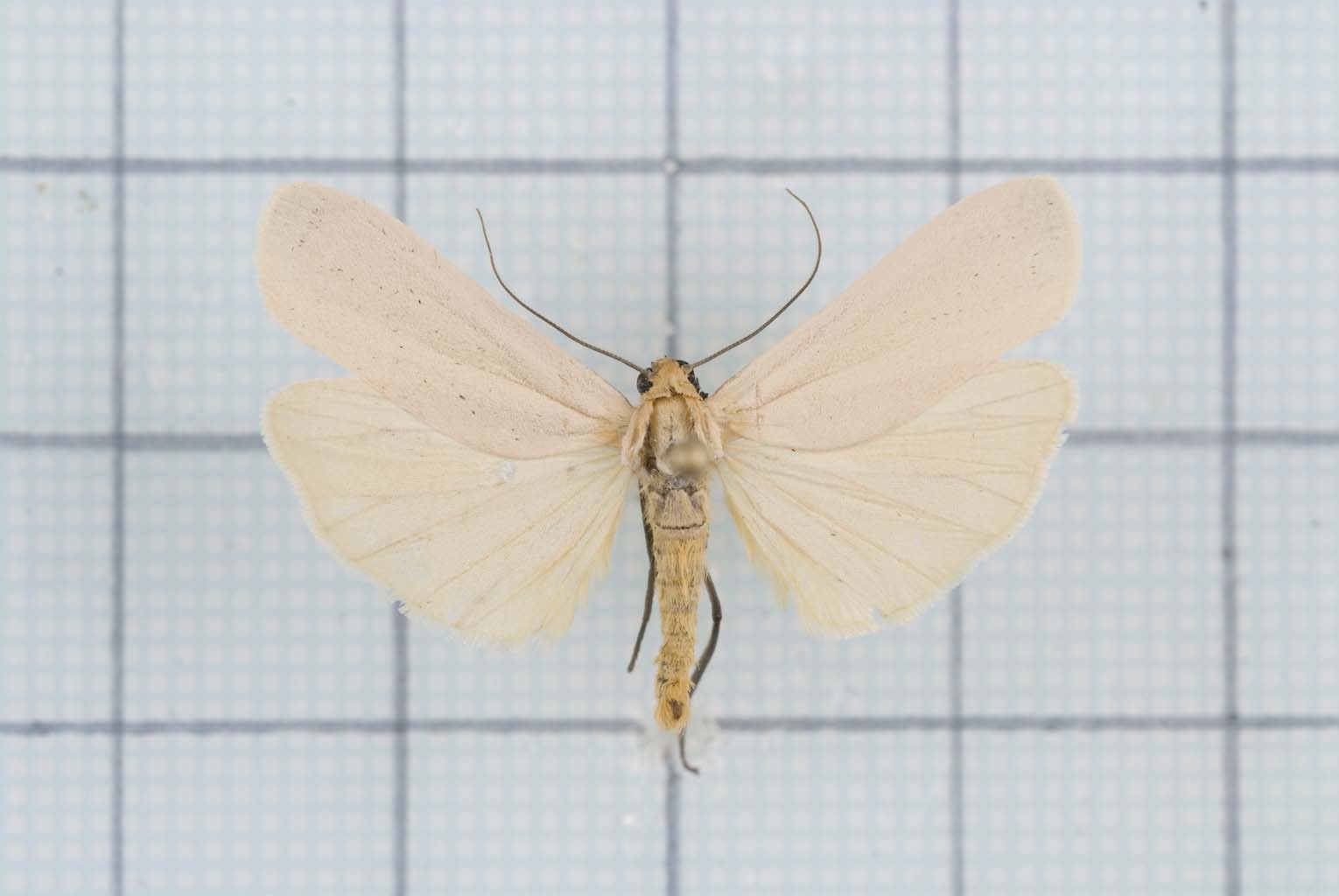 Eilema (Eilema) - Picture Insect