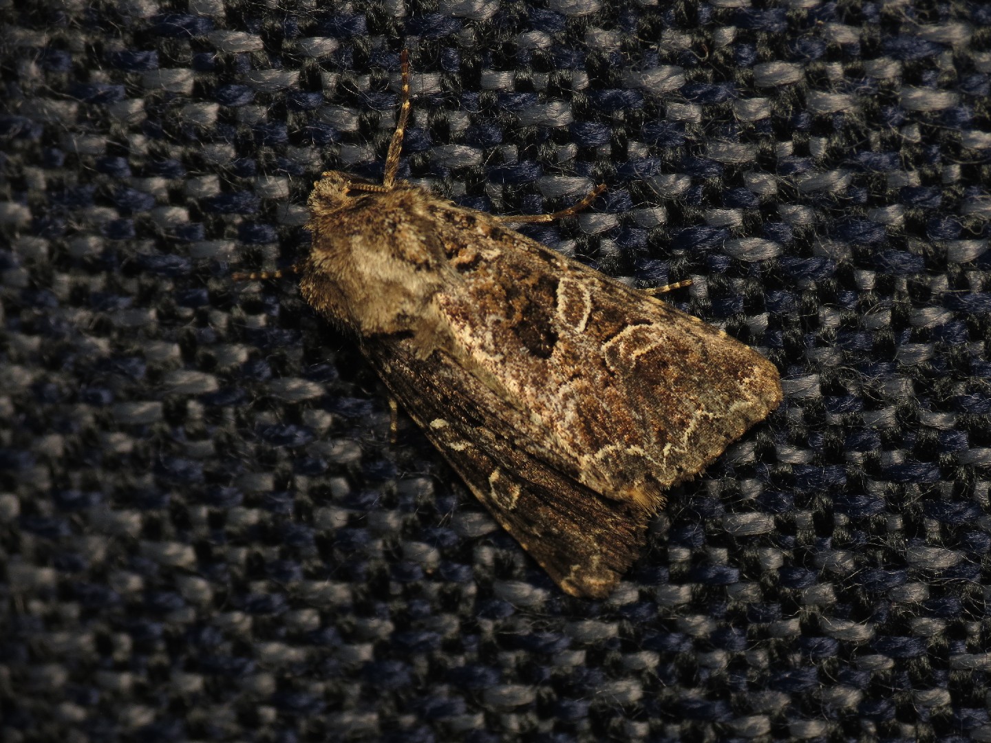 Hadena bicruris (Hadena bicruris) - Picture Insect