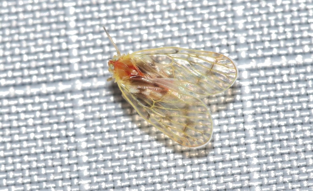 Saccharodite (Saccharodite) - Picture Insect