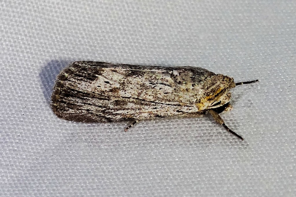 Catabena lineolata (Catabena lineolata) - Picture Insect