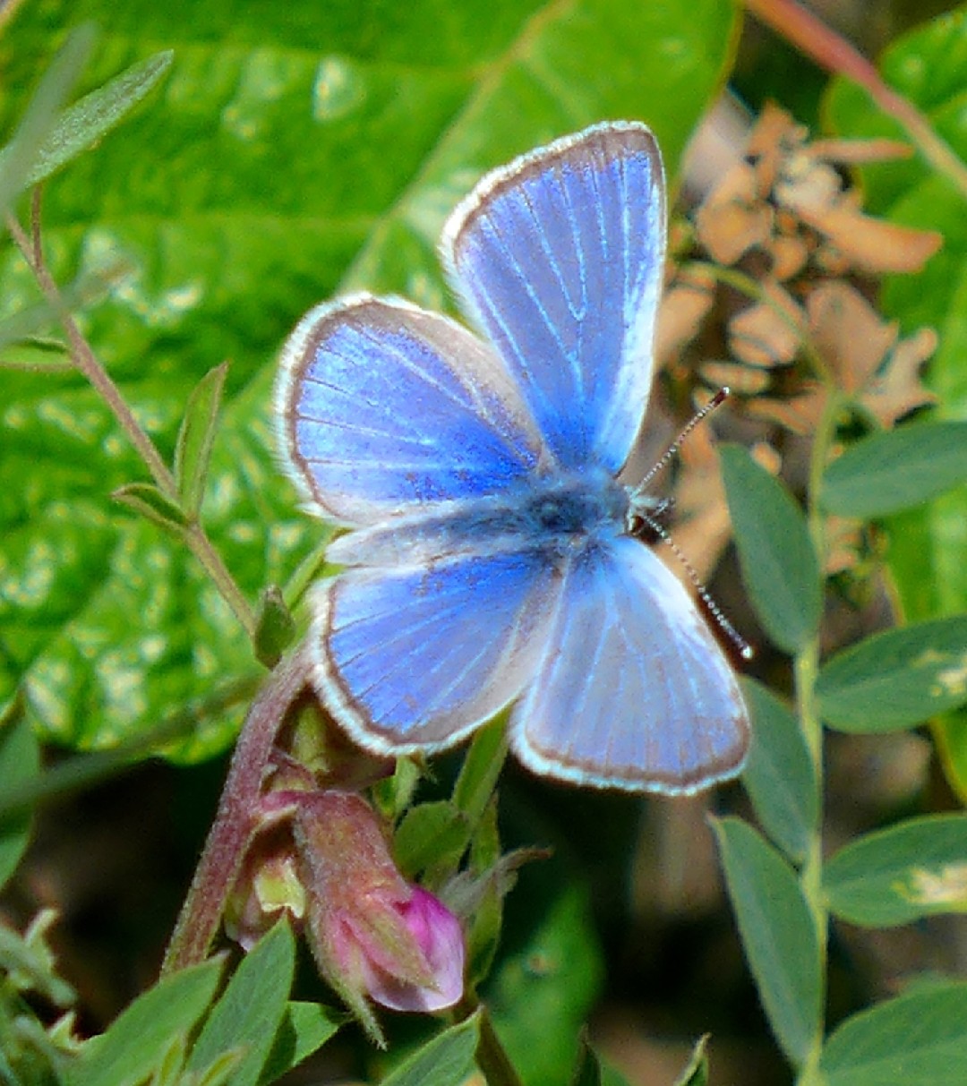 Glaucopsyche (Glaucopsyche) - Picture Insect