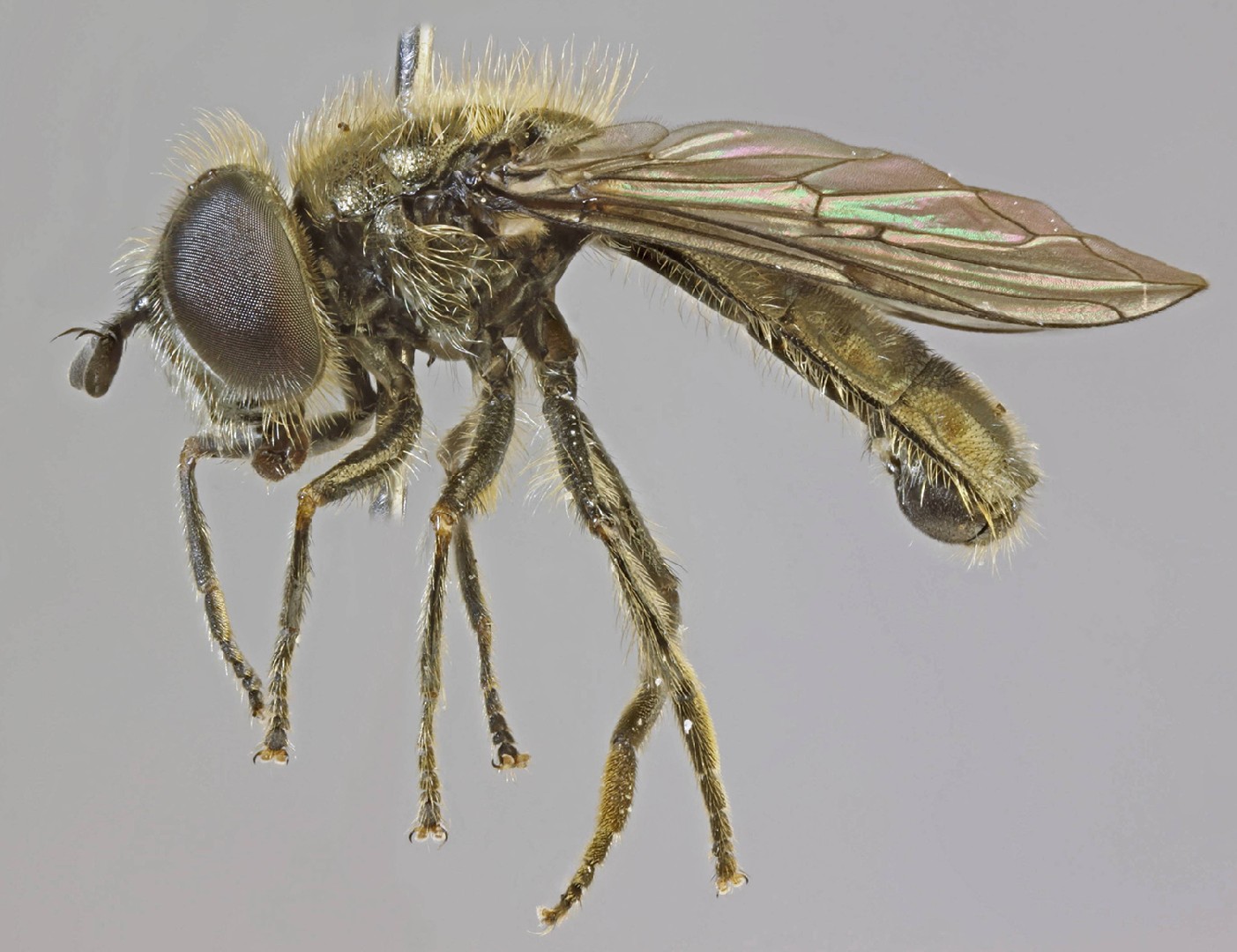 Pipizella viduata (Pipizella viduata) - Picture Insect