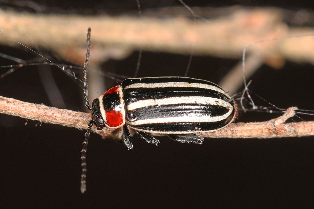 Disonycha pensylvanica (Disonycha pensylvanica) - Picture Insect