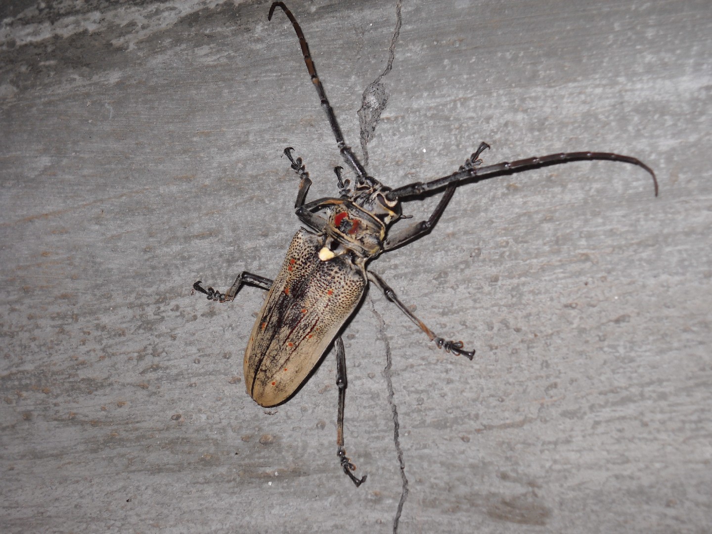 Batocera (Batocera) - Picture Insect