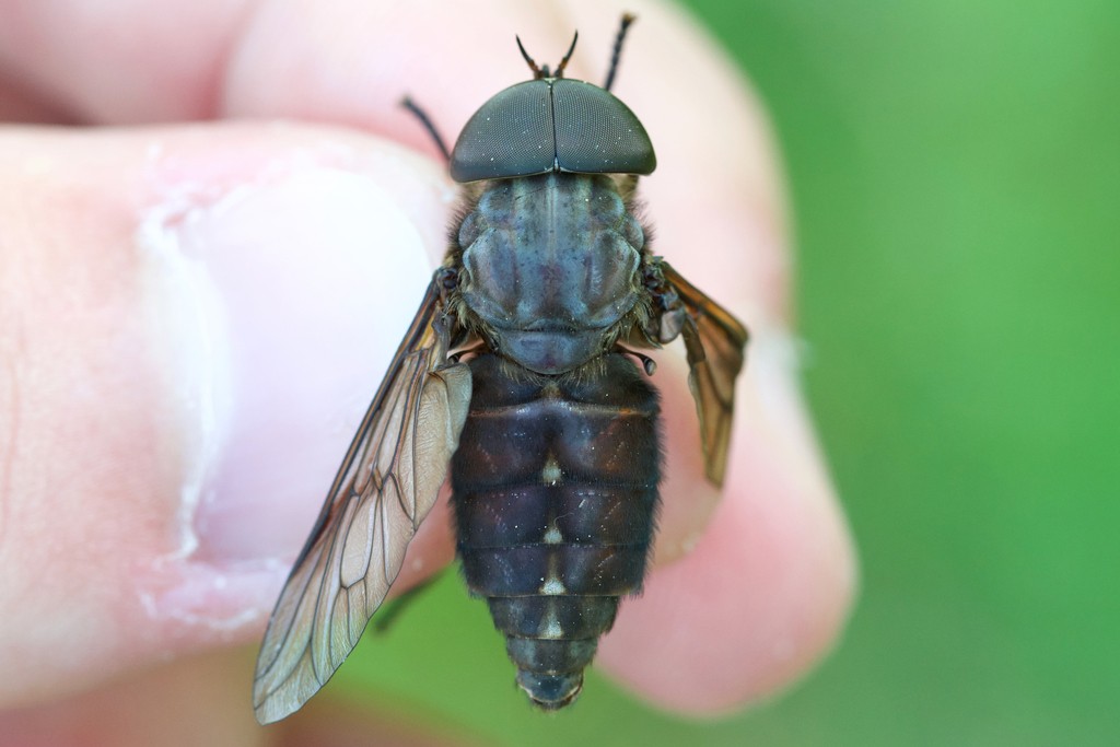 Tabanus catenatus (Tabanus catenatus) - Picture Insect