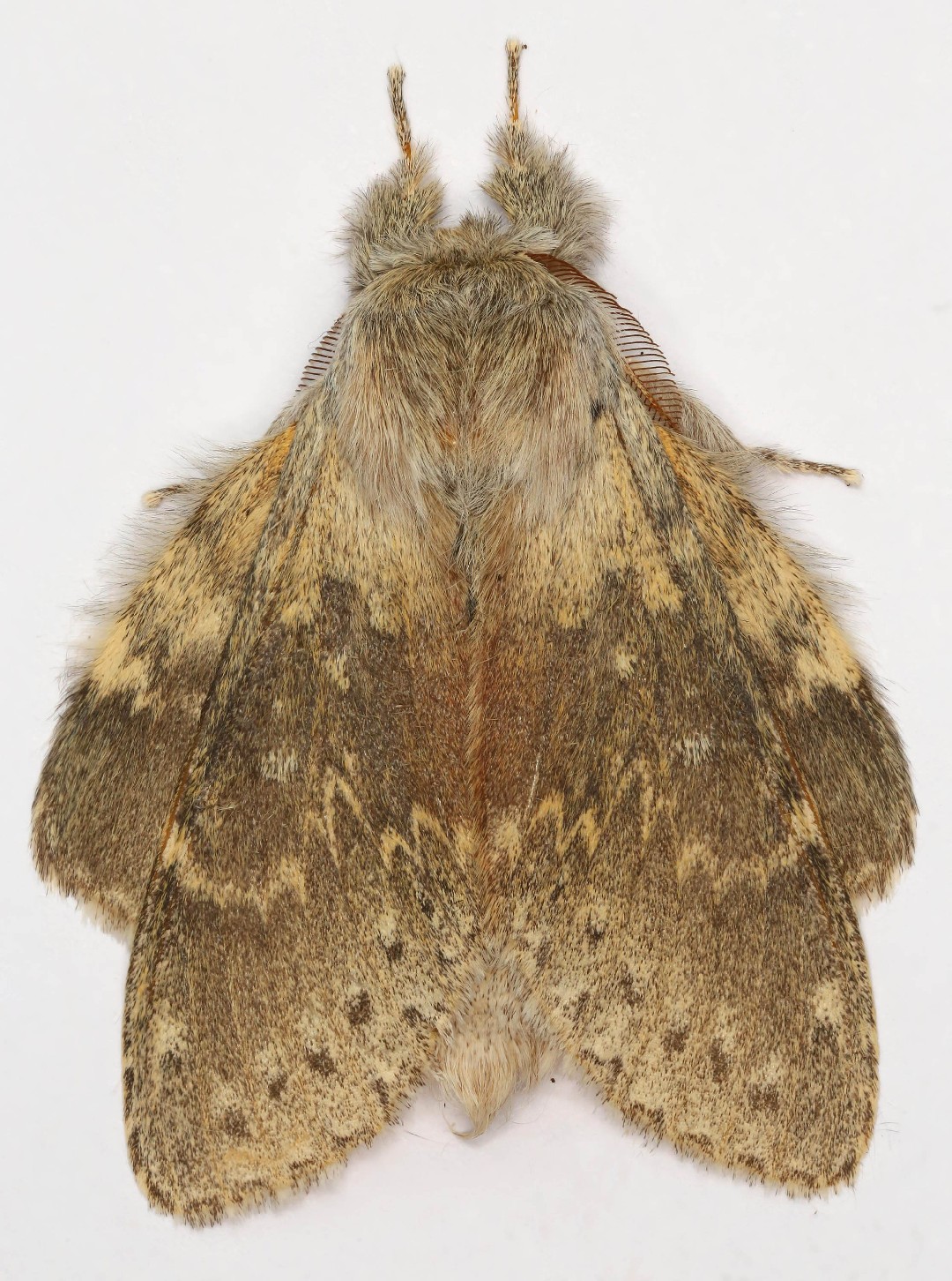 Polilla Langosta (Stauropus fagi) - Picture Insect