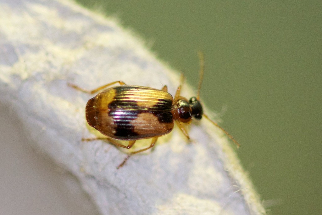 Lebia fuscata (Lebia fuscata) - Picture Insect