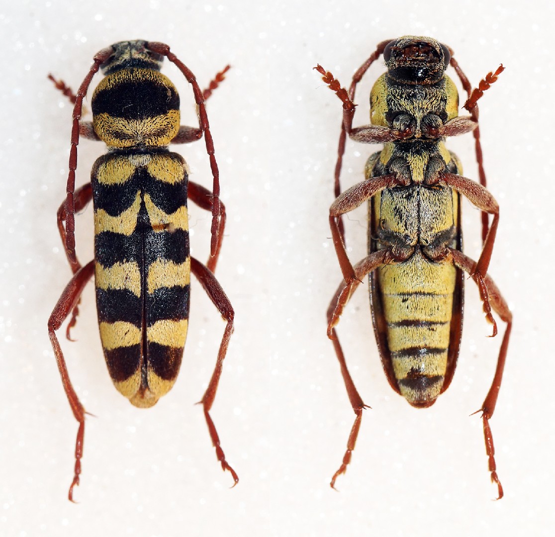 Aphrodisium (Aphrodisium) - Picture Insect