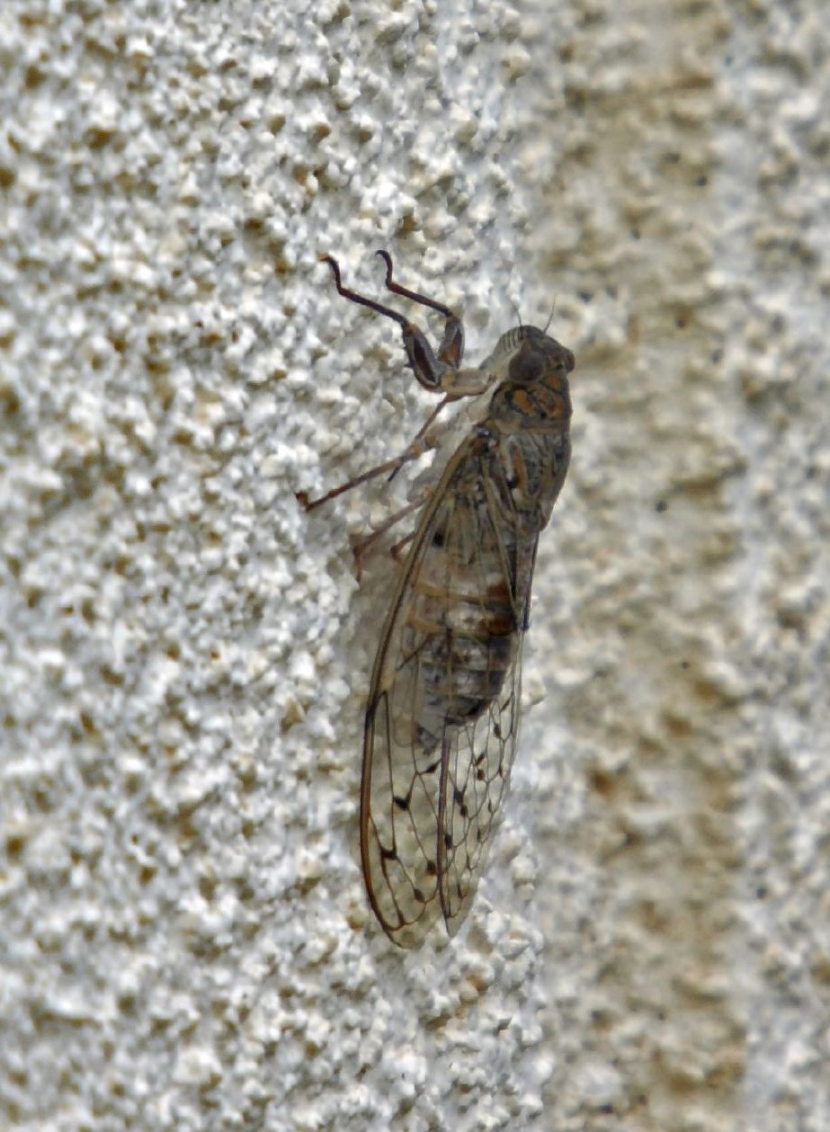 Coyuyo (Quesada gigas) - Picture Insect