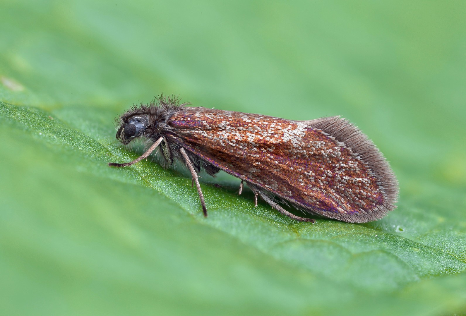 Eriocrania (Eriocrania) - Picture Insect
