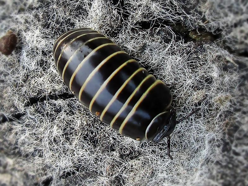 Gloméris commun (Glomeris marginata) - Picture Insect