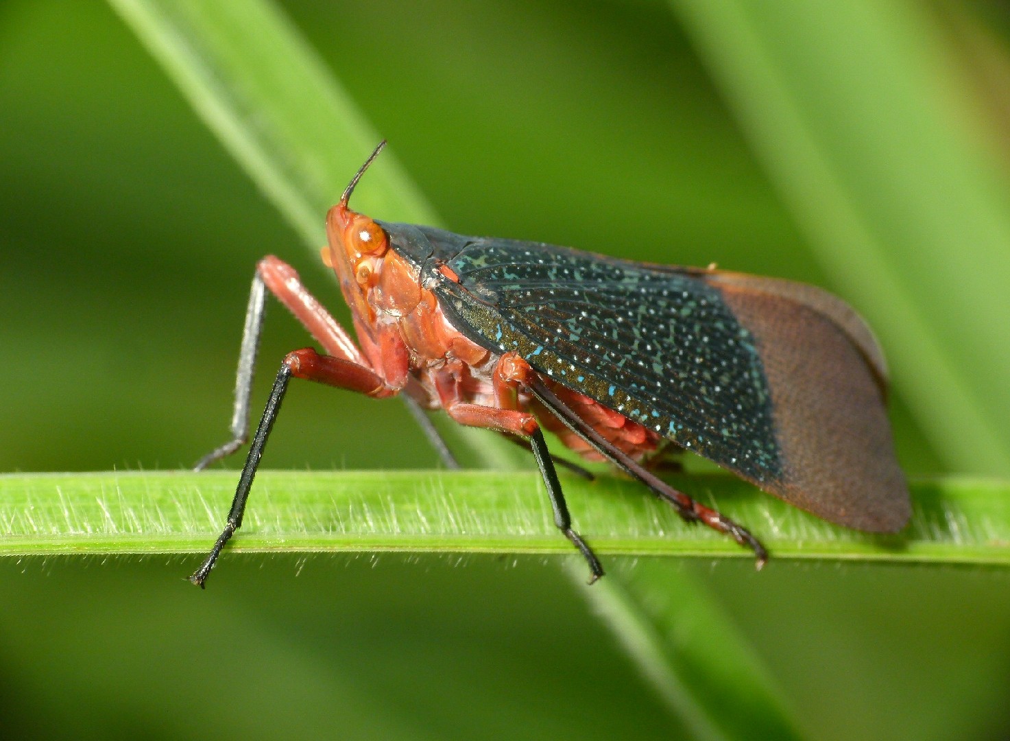 Kalidasa lanata (Kalidasa lanata) - Picture Insect