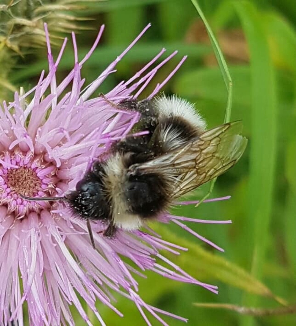 Bombus citrinus (Bombus citrinus) - Picture Insect