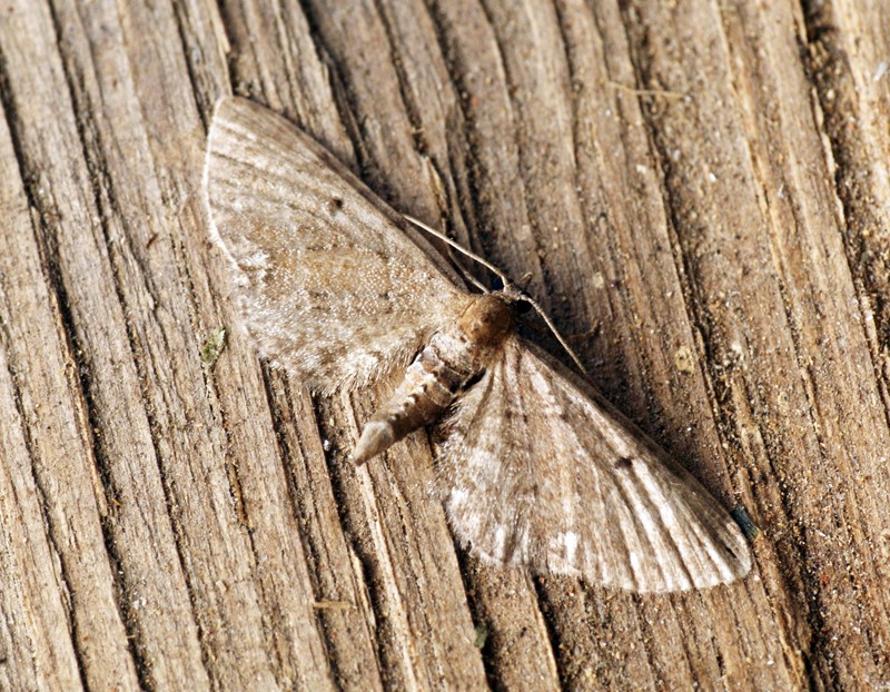 Eupithecia simpliciata (Eupithecia simpliciata) - Picture Insect