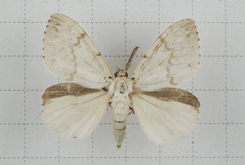 Lymantria xylina (Lymantria xylina) - Picture Insect