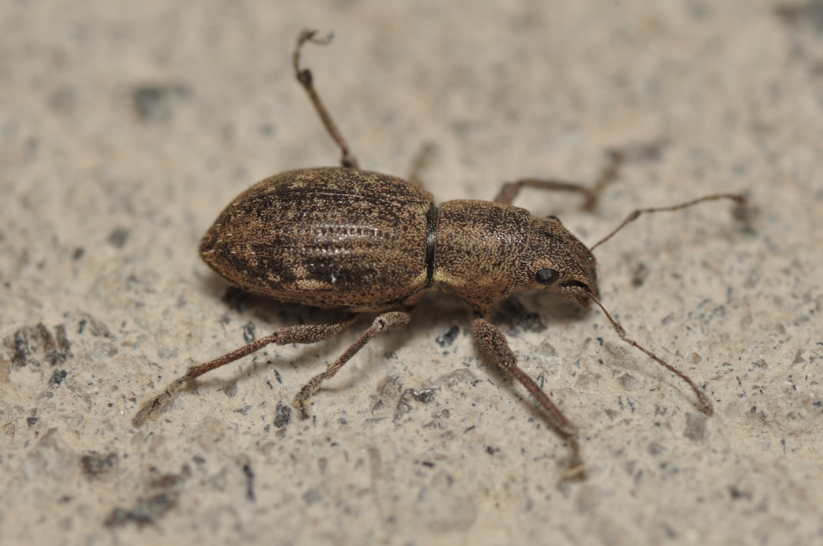 Naupactus (Naupactus) - Picture Insect