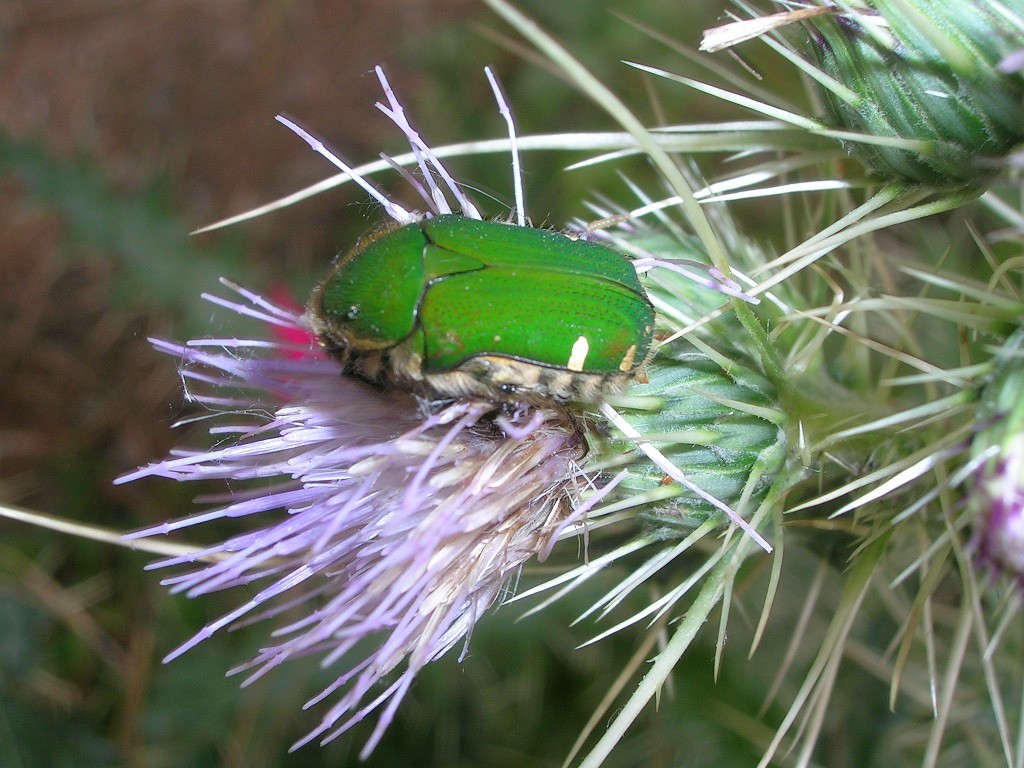 Eremophila Jucunda Subsp Pulcherrima Wikipedia
