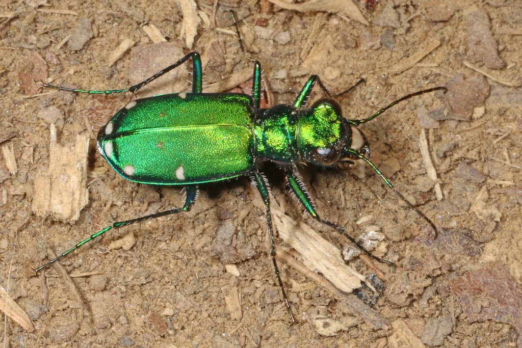 Cicindela sexguttata (Cicindela sexguttata) - Picture Insect