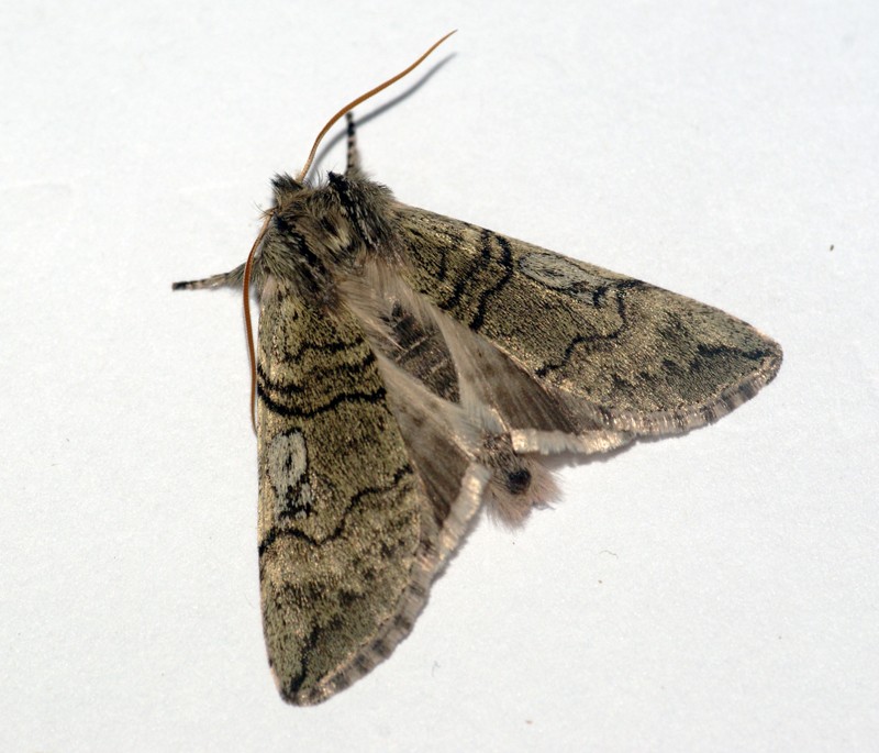 Achlya (Achlya) - Picture Insect