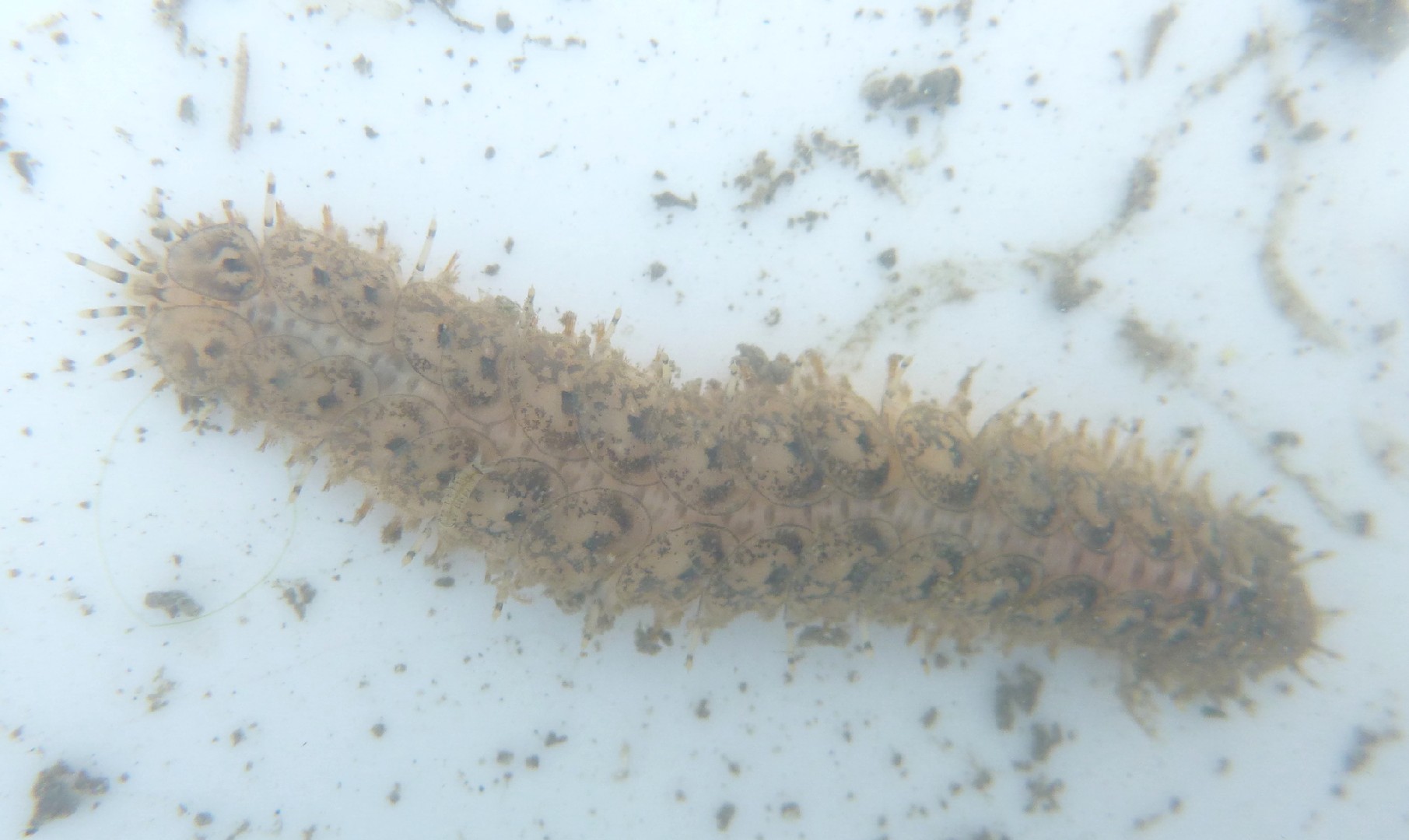 Halosydna Brevisetosa 18-Segmente-Schuppenwurm – GOMW