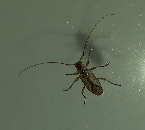 Sternidius (Sternidius) - Picture Insect