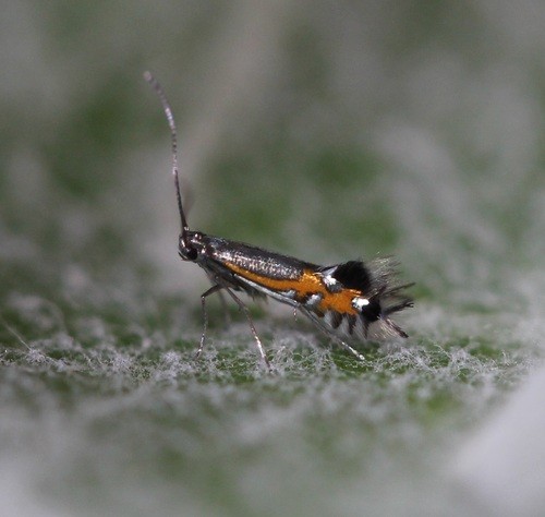 Phyllocnistis insignis (Phyllocnistis insignis) - Picture Insect